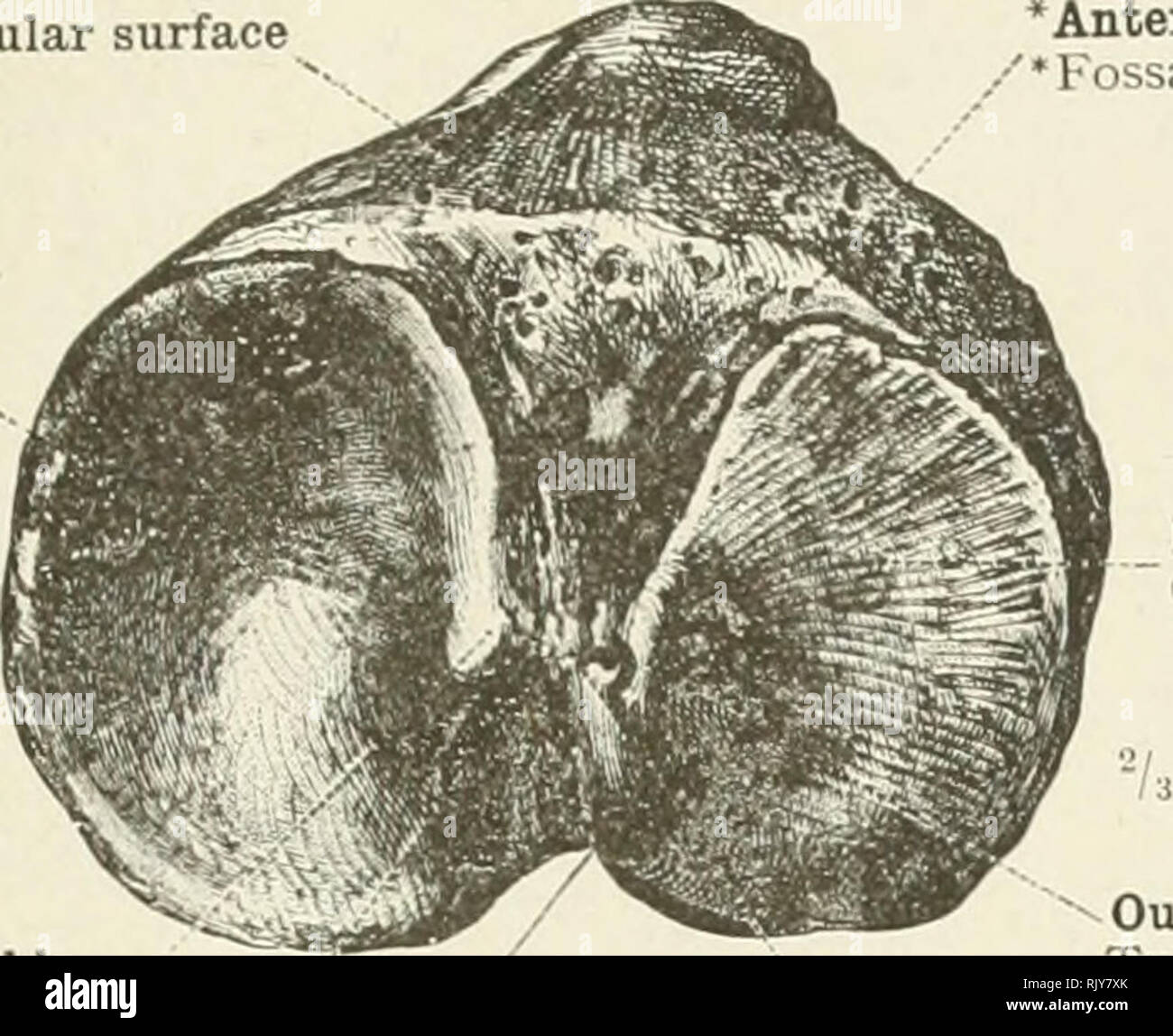 . Ein Atlas der menschlichen Anatomie für Studenten und Ärzte. Anatomie ...