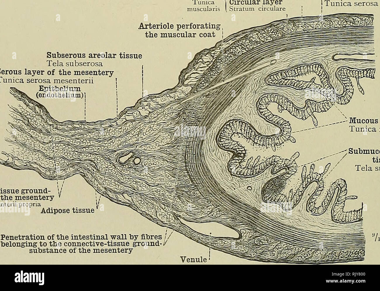 . Ein Atlas der menschlichen Anatomie für Studenten und Ärzte. Anatomie ...