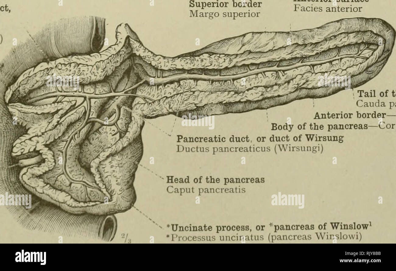 . Ein Atlas der menschlichen Anatomie für Studenten und Ärzte. Anatomie ...