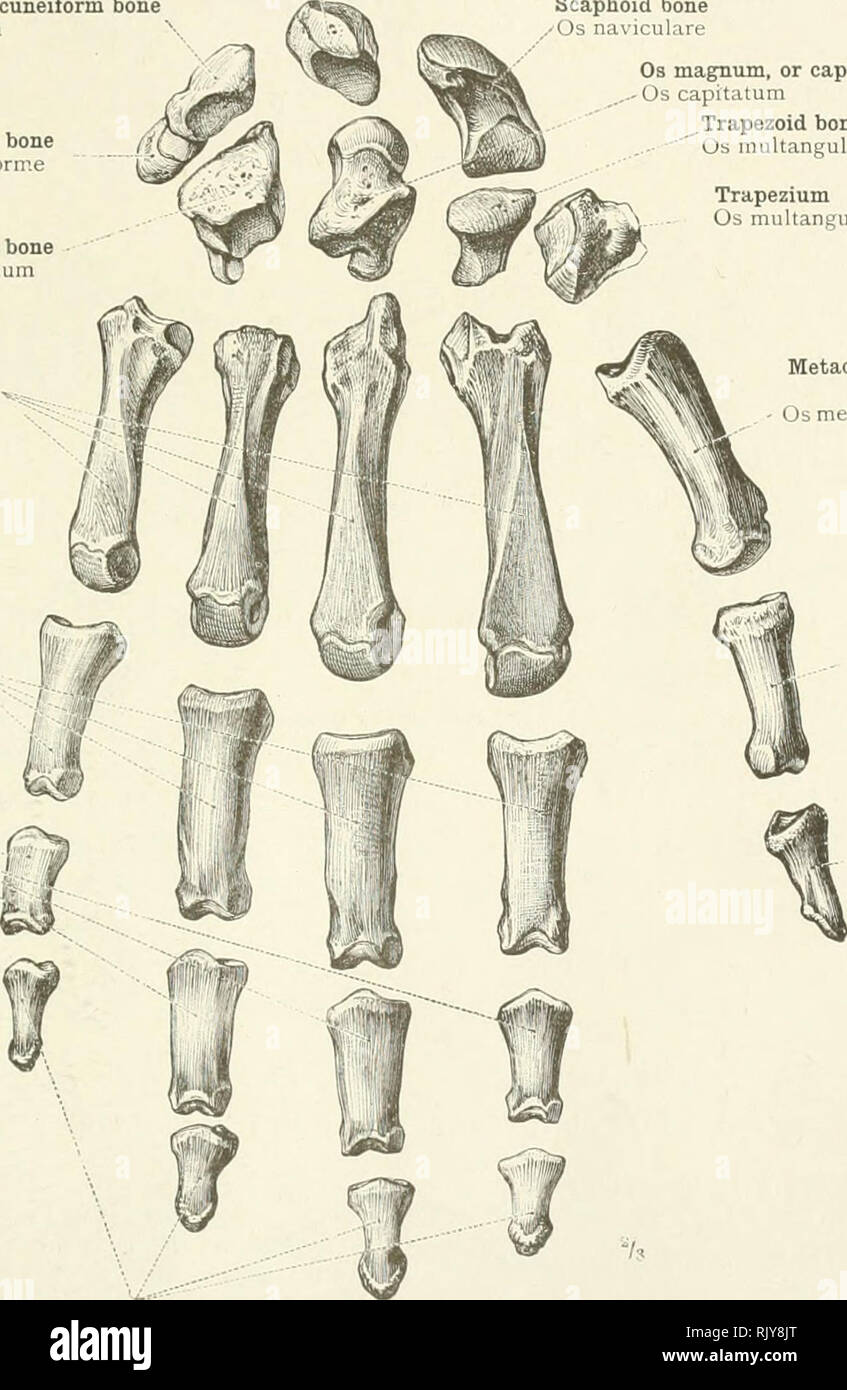 . Ein Atlas der menschlichen Anatomie für Studenten und Ärzte. Anatomie ...