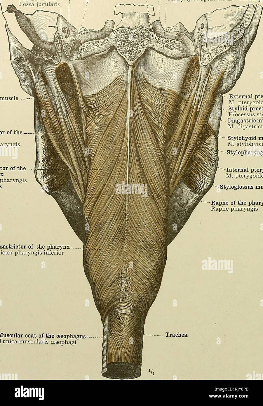 Fossa Pterygoidea Stockfotos und -bilder Kaufen - Alamy