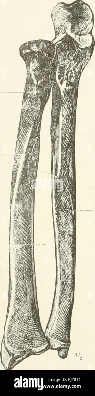 . Ein Atlas der menschlichen Anatomie für Studenten und Ärzte. Anatomie ...