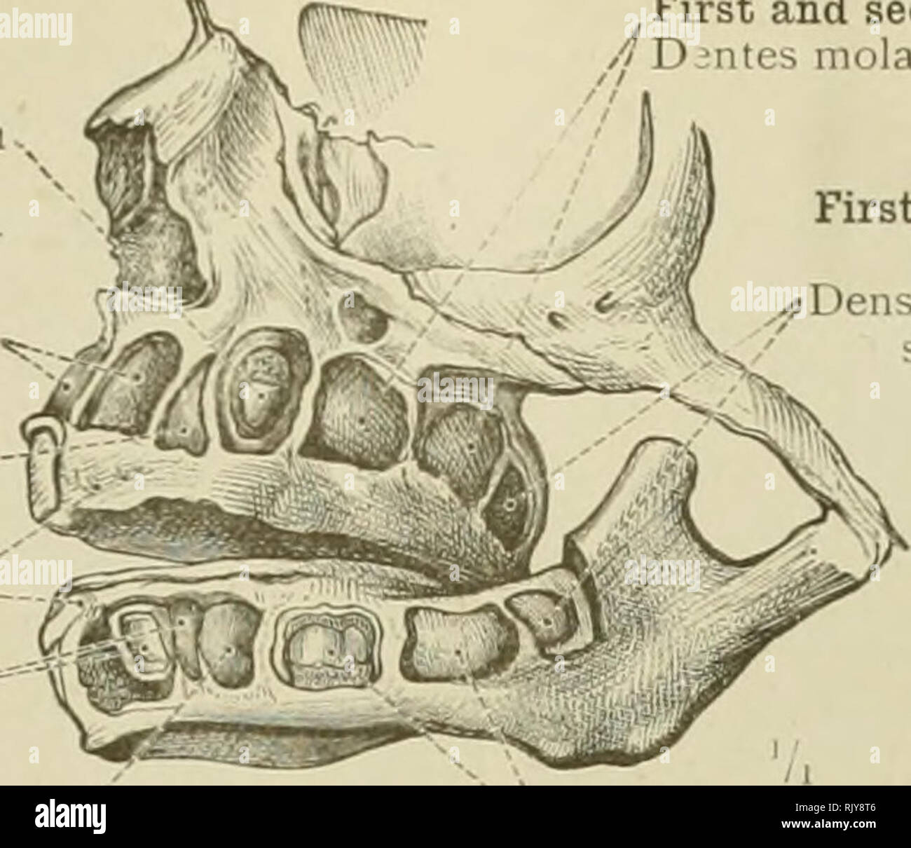 Dens caninus -Fotos und -Bildmaterial in hoher Auflösung – Alamy