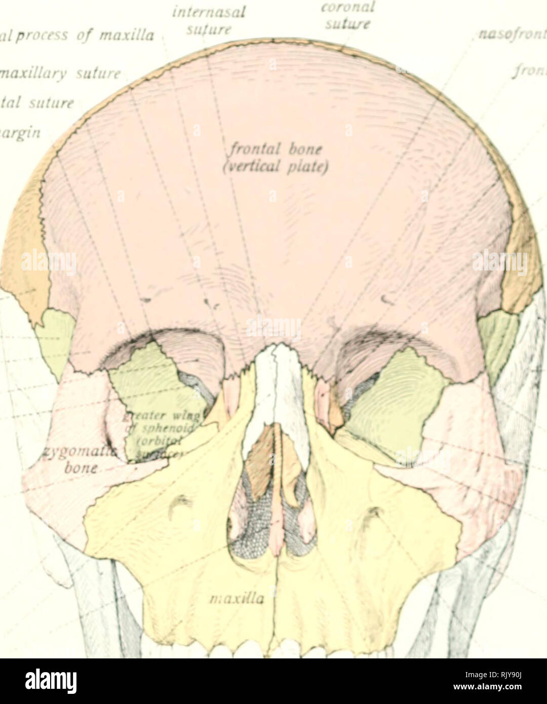 . Atlas und Lehrbuch der menschlichen Anatomie. Anatomie - Atlanten ...