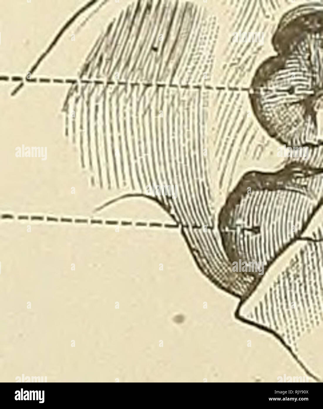 . Ein Atlas der menschlichen Anatomie für Studenten und Ärzte. Anatomie ...