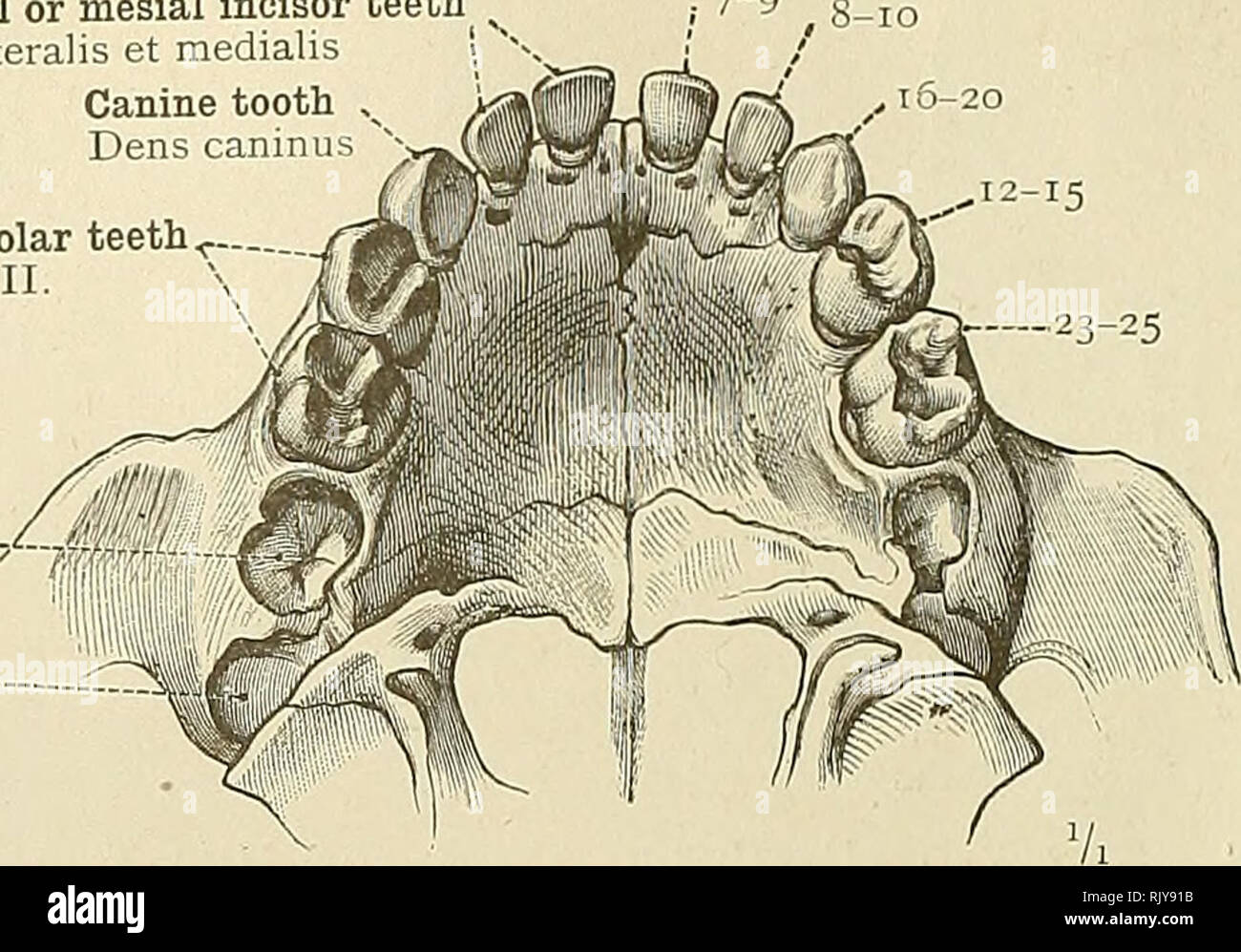 . Ein Atlas der menschlichen Anatomie für Studenten und Ärzte. Anatomie ...