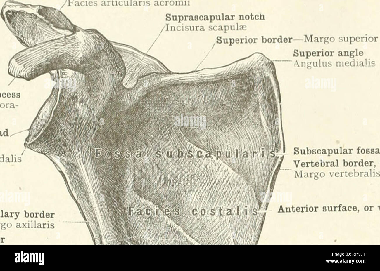 . Ein Atlas der menschlichen Anatomie für Studenten und Ärzte. Anatomie ...