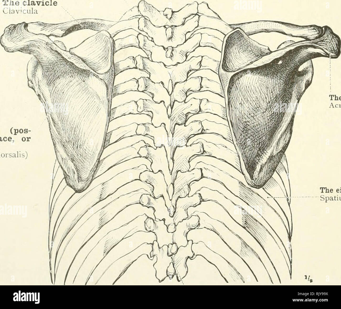 . Ein Atlas der menschlichen Anatomie für Studenten und Ärzte. Anatomie ...