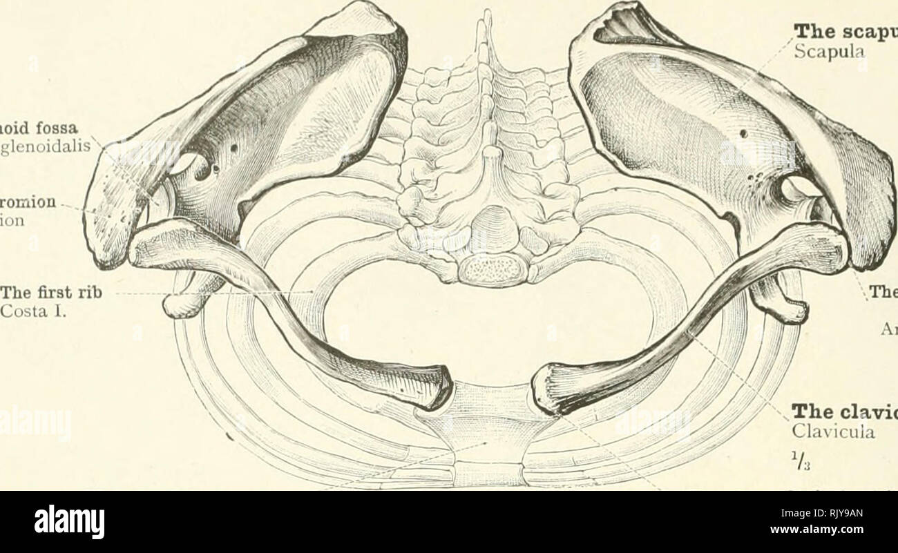 . Ein Atlas der menschlichen Anatomie für Studenten und Ärzte. Anatomie ...