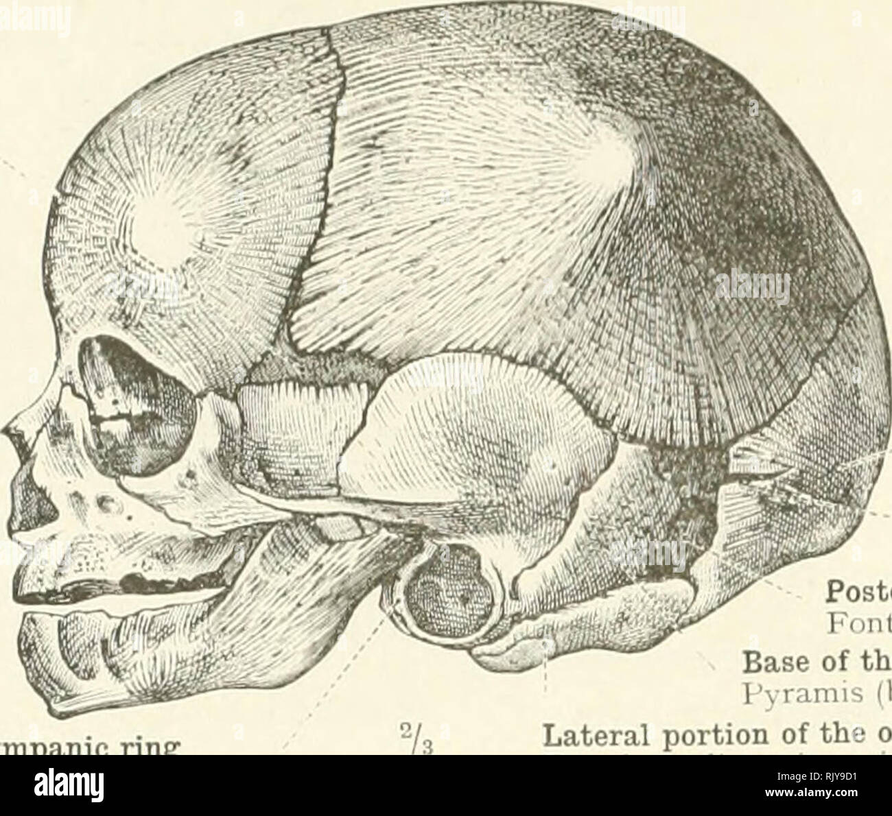 . Ein Atlas der menschlichen Anatomie für Studenten und Ärzte. Anatomie ...