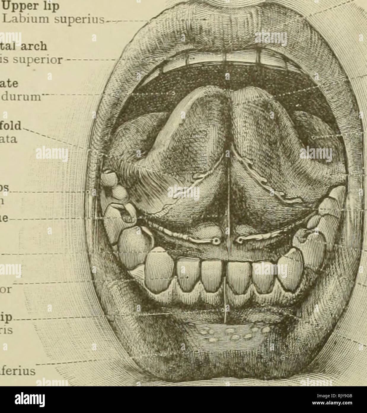 Anatomie Der Unterlippe Chirurgie Der Speicheldrüsen | SpringerLink