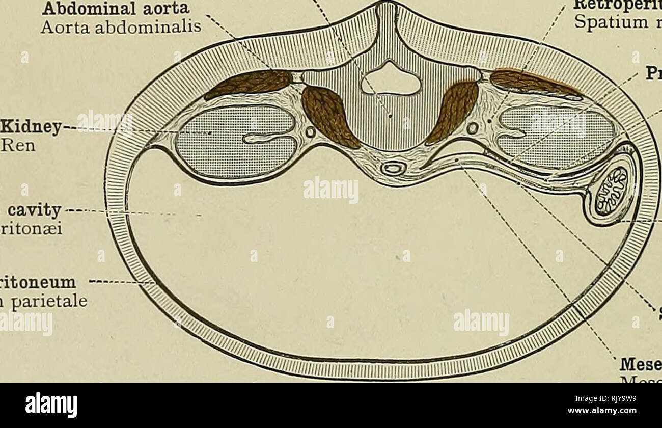 . Ein Atlas der menschlichen Anatomie für Studenten und Ärzte. Anatomie ...