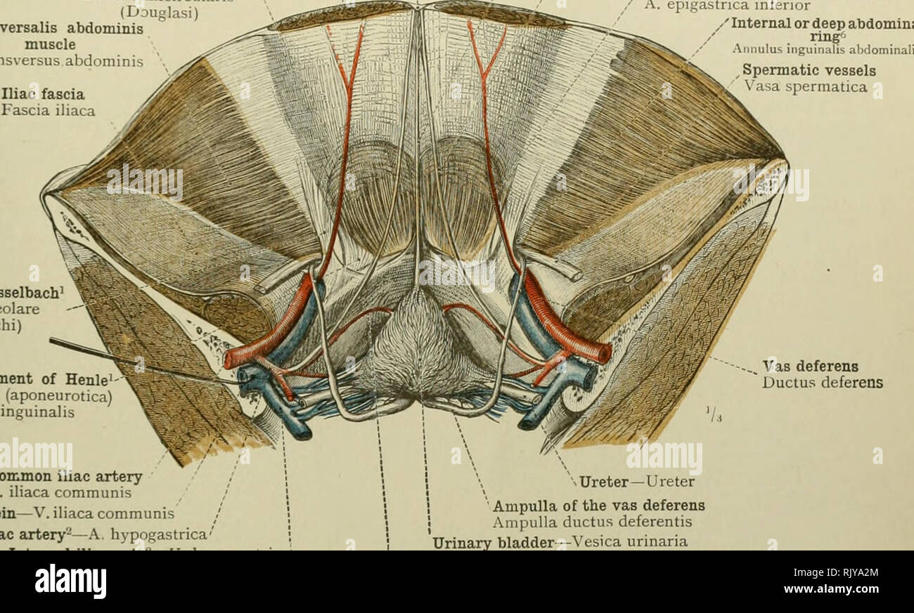 . Ein Atlas der menschlichen Anatomie für Studenten und Ärzte. Anatomie ...