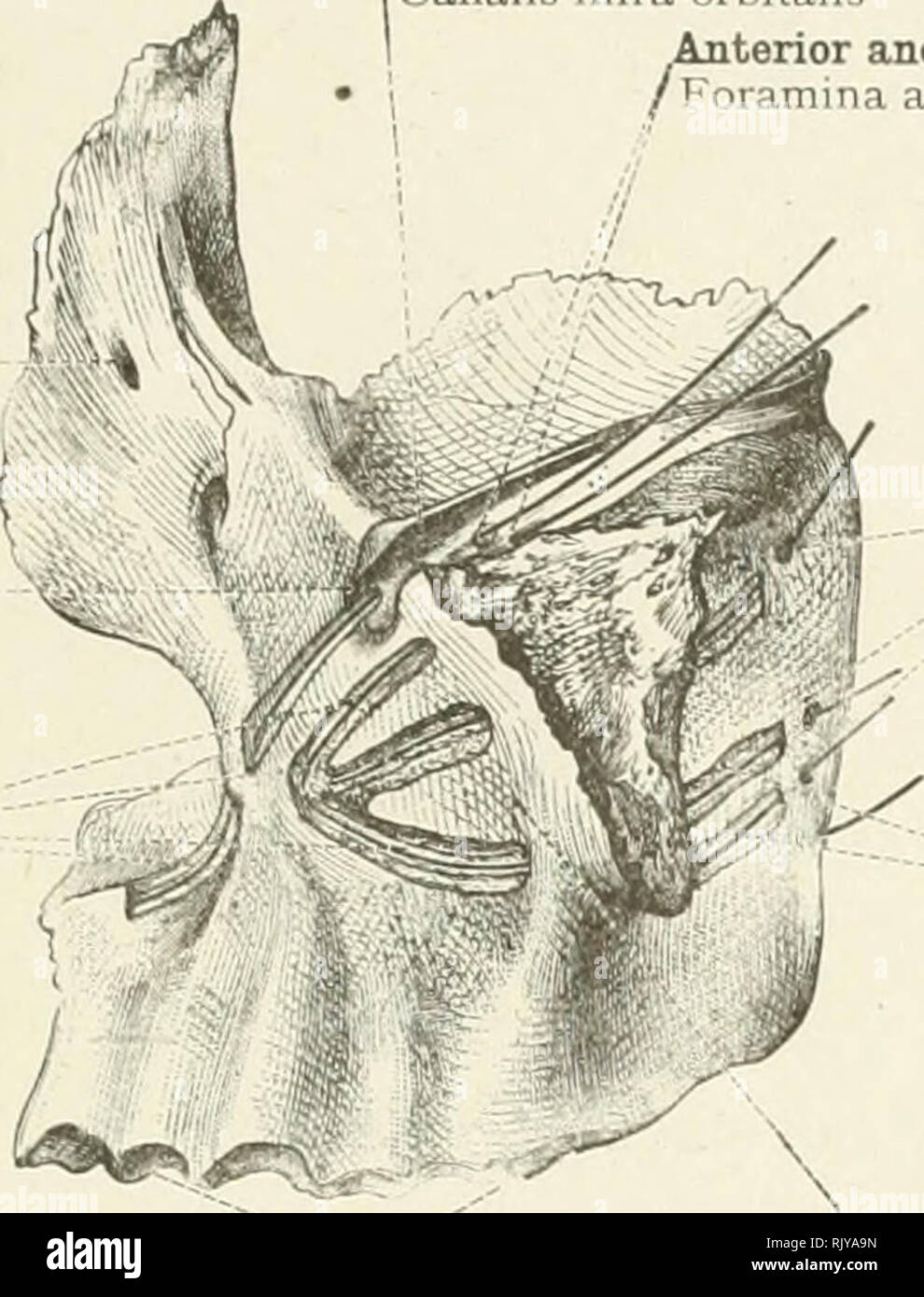 . Ein Atlas der menschlichen Anatomie für Studenten und Ärzte. Anatomie ...