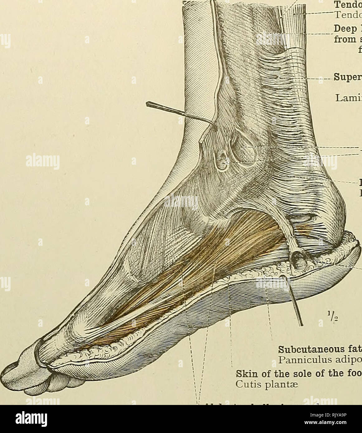 Tiefe Faszie Stockfotos & Tiefe Faszie Bilder - Alamy