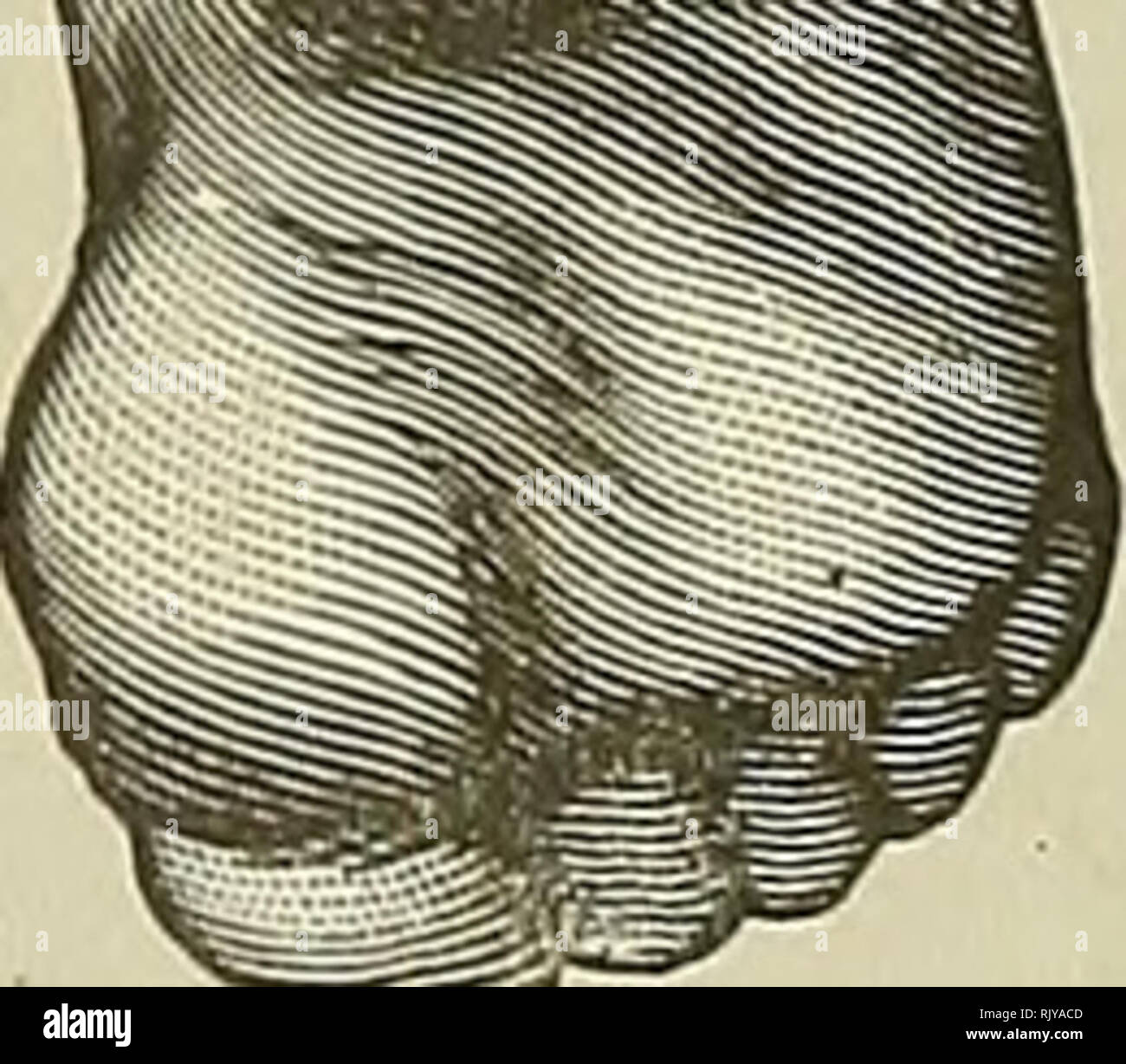 . Ein Atlas der menschlichen Anatomie für Studenten und Ärzte. Anatomie ...