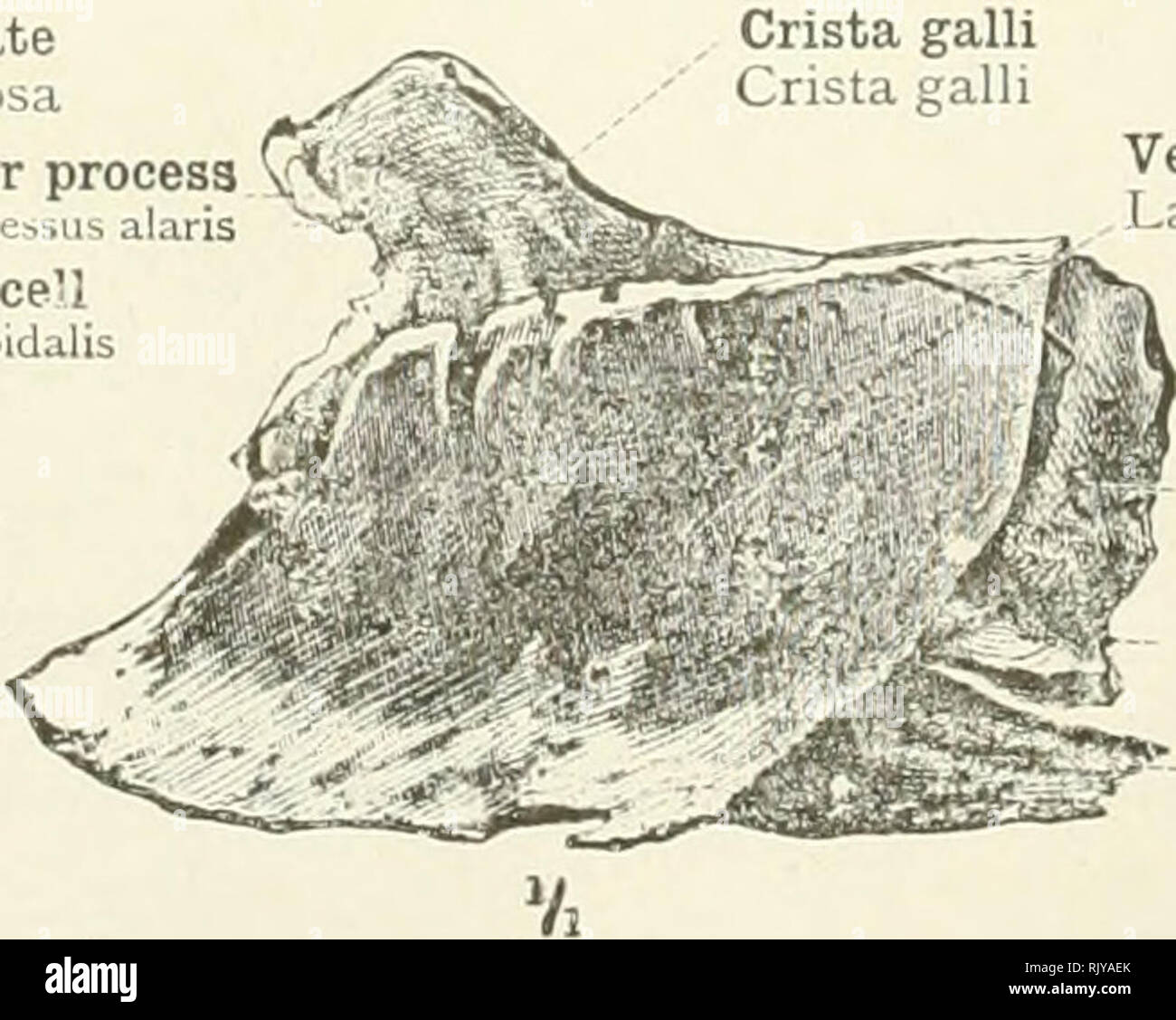 . Ein Atlas der menschlichen Anatomie für Studenten und Ärzte. Anatomie ...