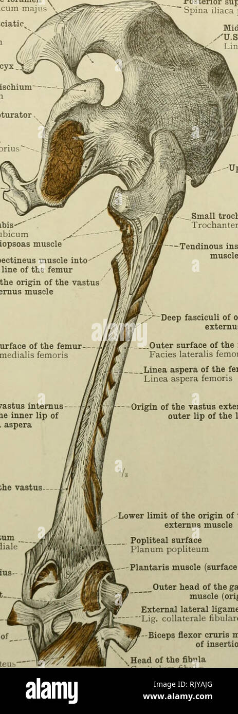 . Ein Atlas der menschlichen Anatomie für Studenten und Ärzte. Anatomie ...