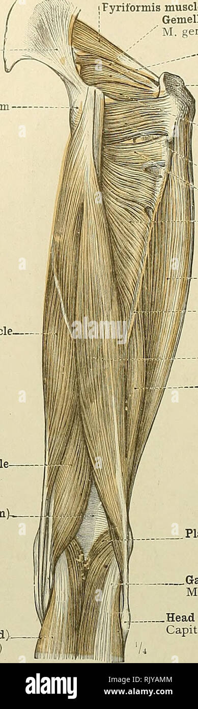 Linea aspera des femurs -Fotos und -Bildmaterial in hoher Auflösung – Alamy
