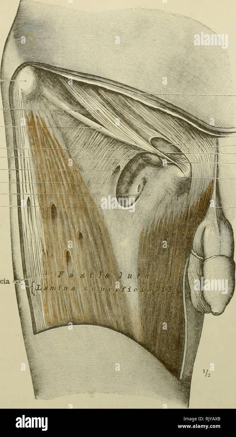 . Ein Atlas der menschlichen Anatomie für Studenten und Ärzte. Anatomie ...