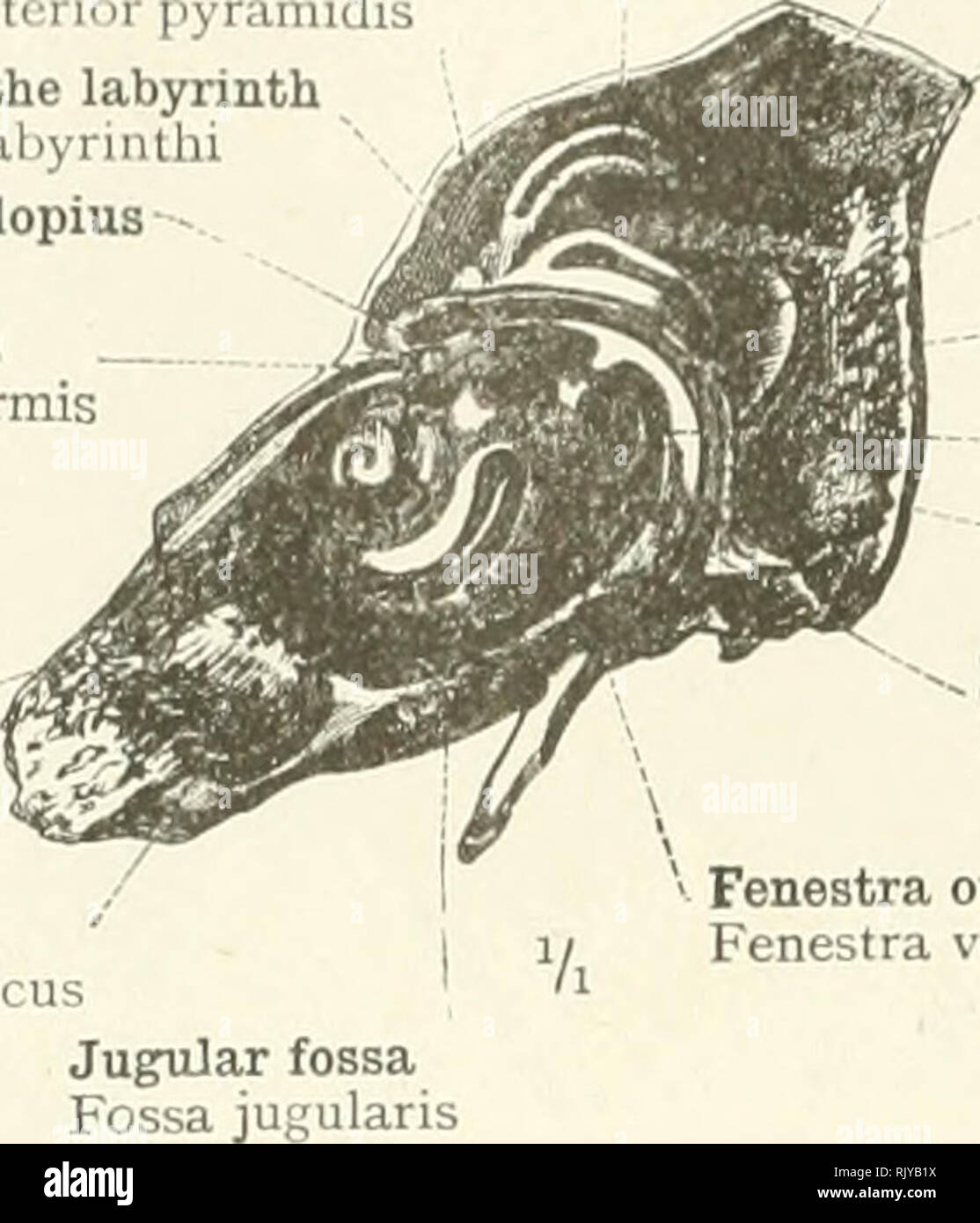 Canalis Facialis Stockfotos und -bilder Kaufen - Alamy