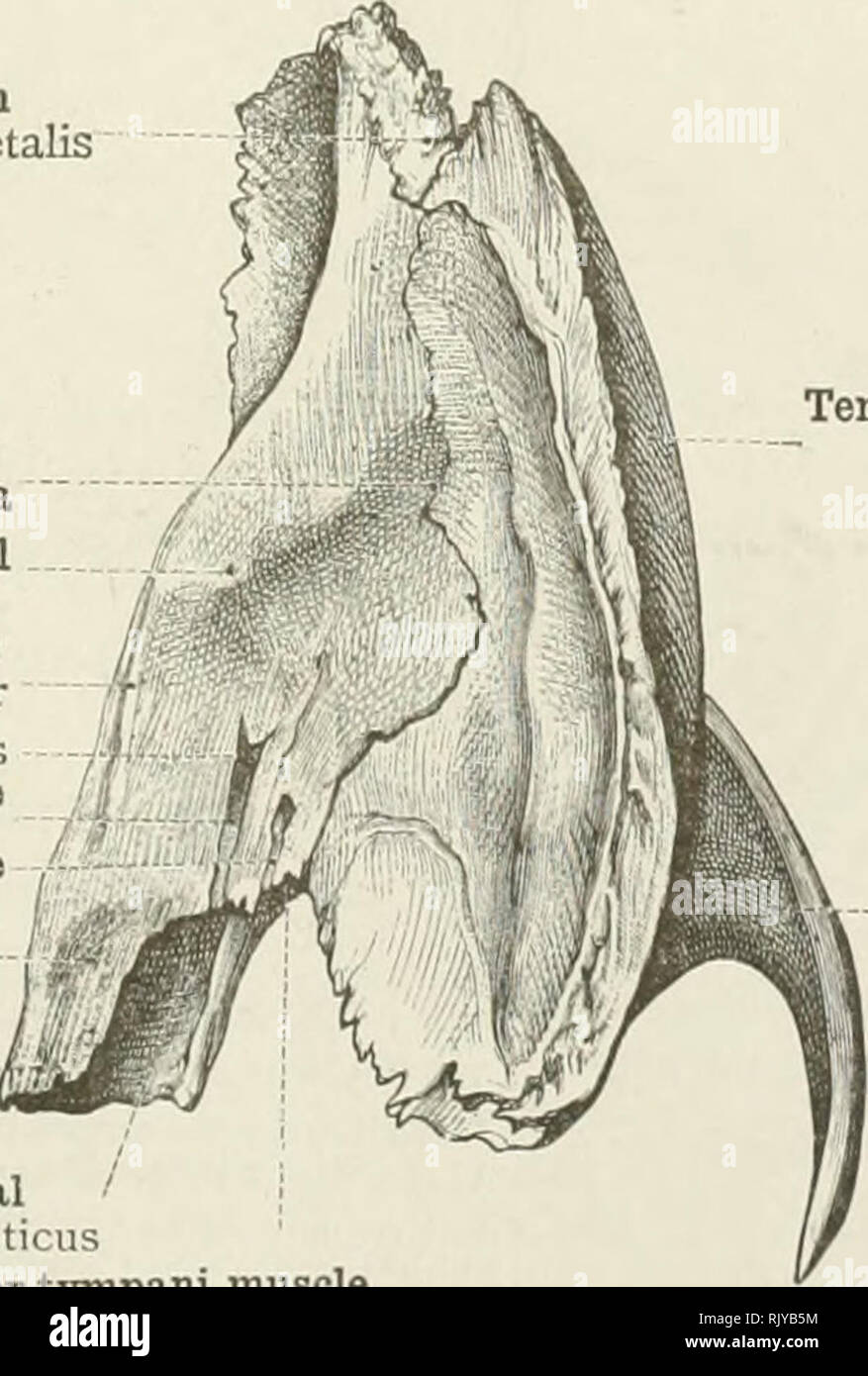 . Ein Atlas der menschlichen Anatomie für Studenten und Ärzte. Anatomie ...