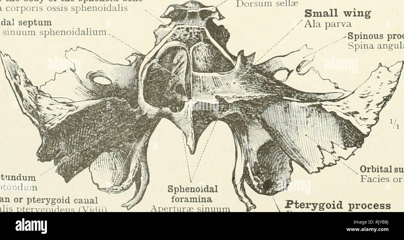 . Ein Atlas der menschlichen Anatomie für Studenten und Ärzte. Anatomie ...