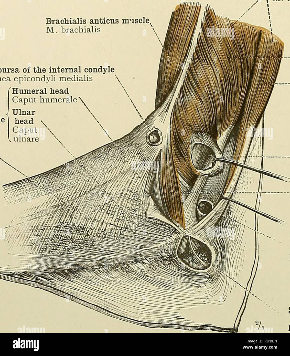 Triceps brachii caput longum -Fotos und -Bildmaterial in hoher ...