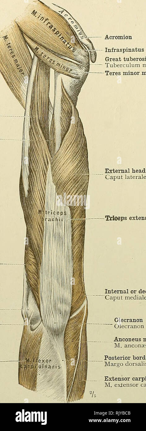 . Ein Atlas der menschlichen Anatomie für Studenten und Ärzte. Anatomie ...