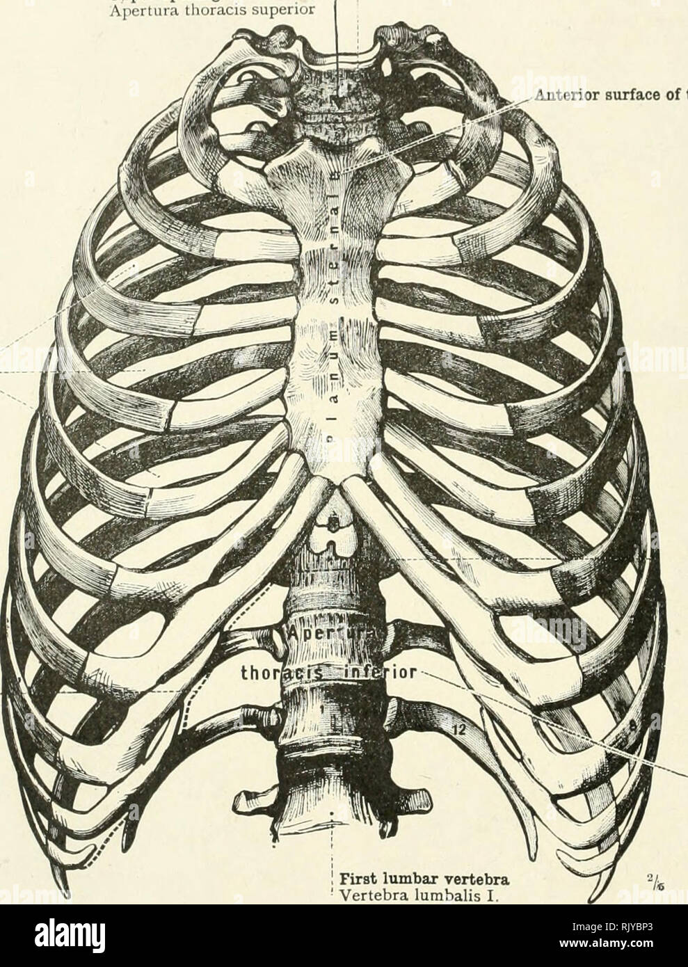 . Ein Atlas der menschlichen Anatomie für Studenten und Ärzte. Anatomie ...