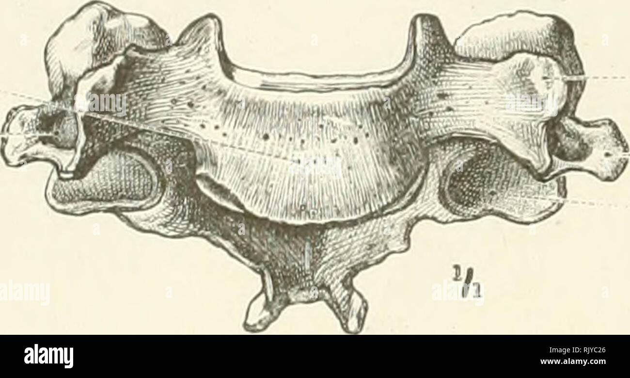 . Ein Atlas der menschlichen Anatomie für Studenten und Ärzte. Anatomie ...
