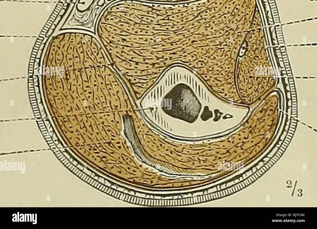 . Ein Atlas der menschlichen Anatomie für Studenten und Ärzte. Anatomie ...
