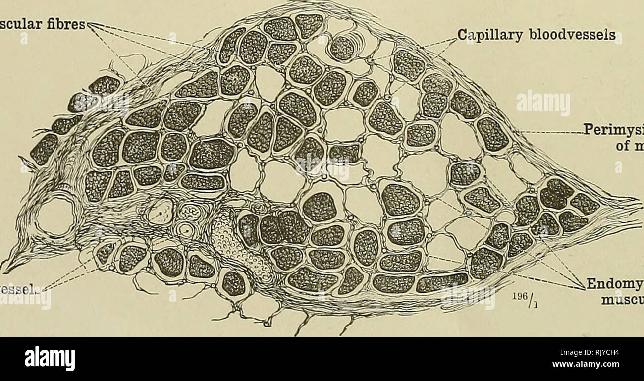 . Ein Atlas der menschlichen Anatomie für Studenten und Ärzte. Anatomie ...