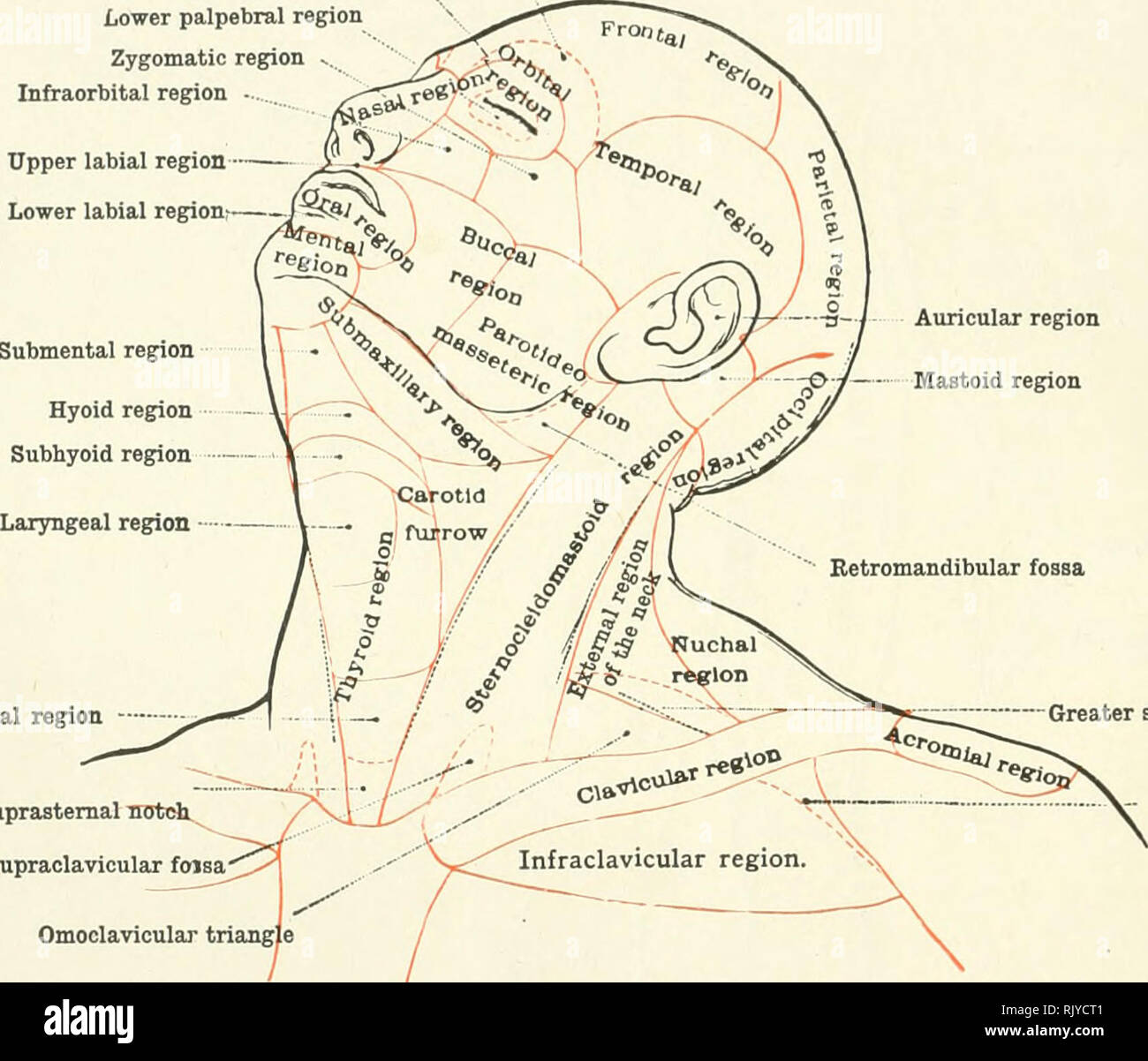 . Ein Atlas der menschlichen Anatomie für Studenten und Ärzte. Anatomie ...