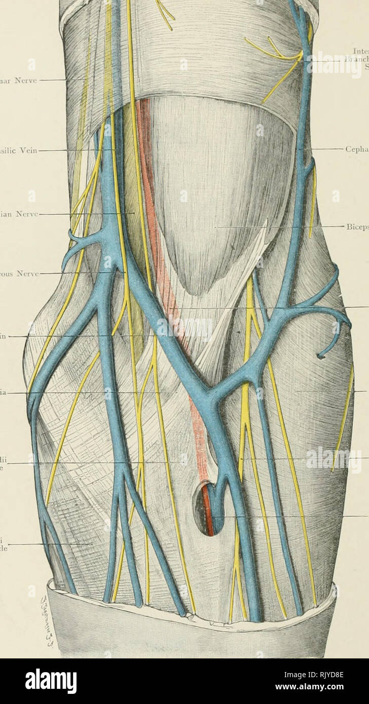 Basilische vene -Fotos und -Bildmaterial in hoher Auflösung – Alamy
