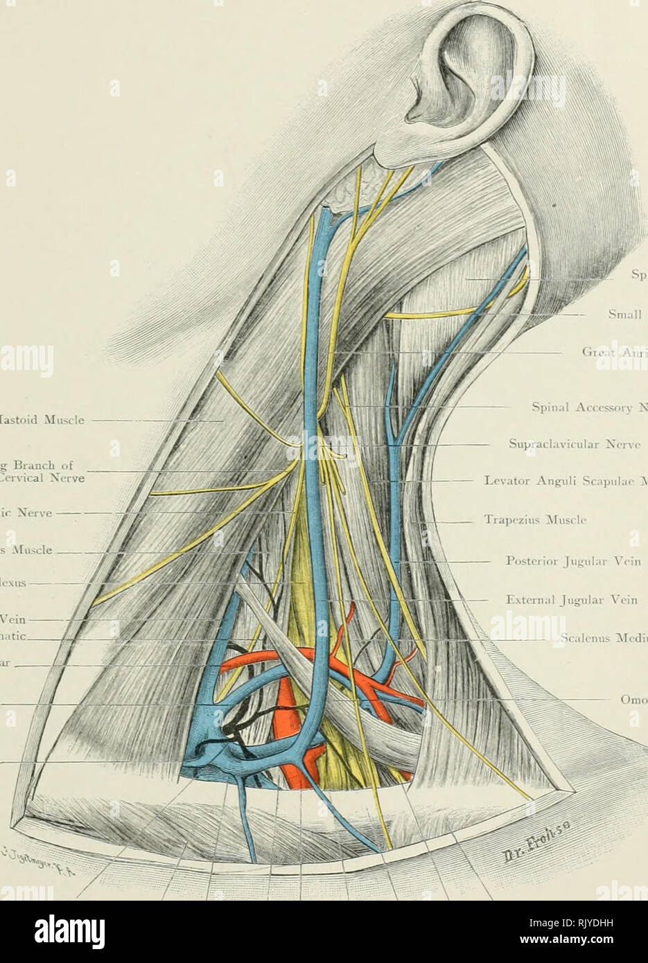 Arteria suprascapularis -Fotos und -Bildmaterial in hoher Auflösung – Alamy