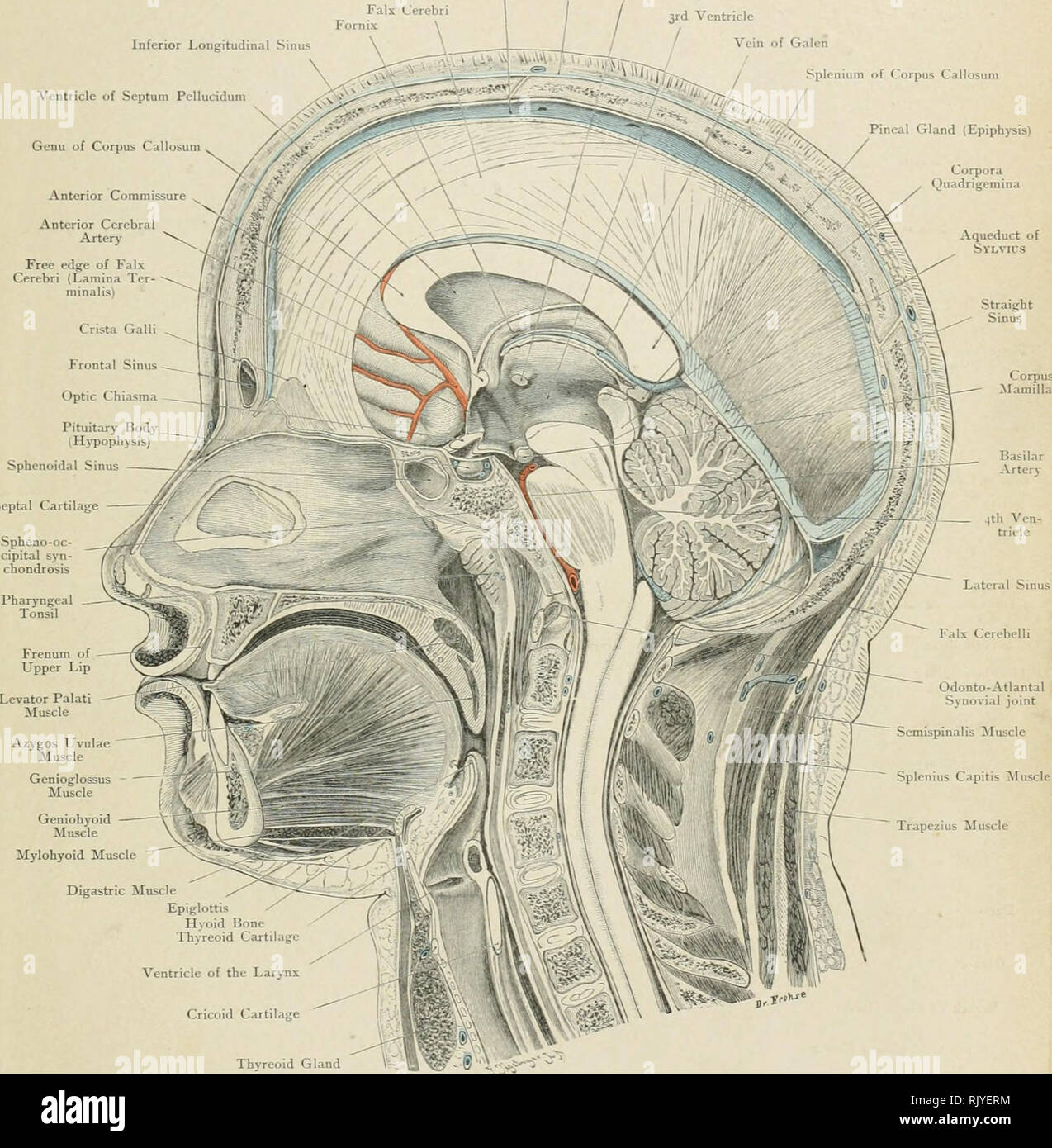 . Atlas der Angewandten (Topografische) menschlichen Anatomie für ...