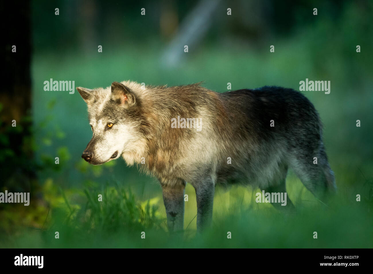 Wolfskopf tattoo -Fotos und -Bildmaterial in hoher Auflösung - Seite 2 ...