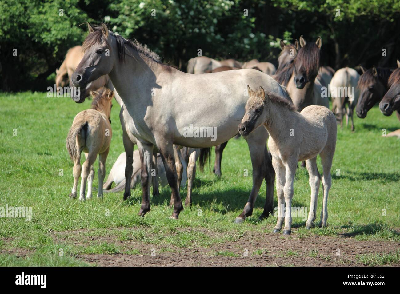 Lange dunkle mahne -Fotos und -Bildmaterial in hoher Auflösung – Alamy
