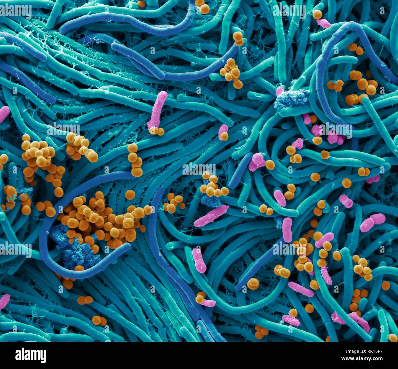 Prokaryotic cell micrograph -Fotos und -Bildmaterial in hoher Auflösung ...