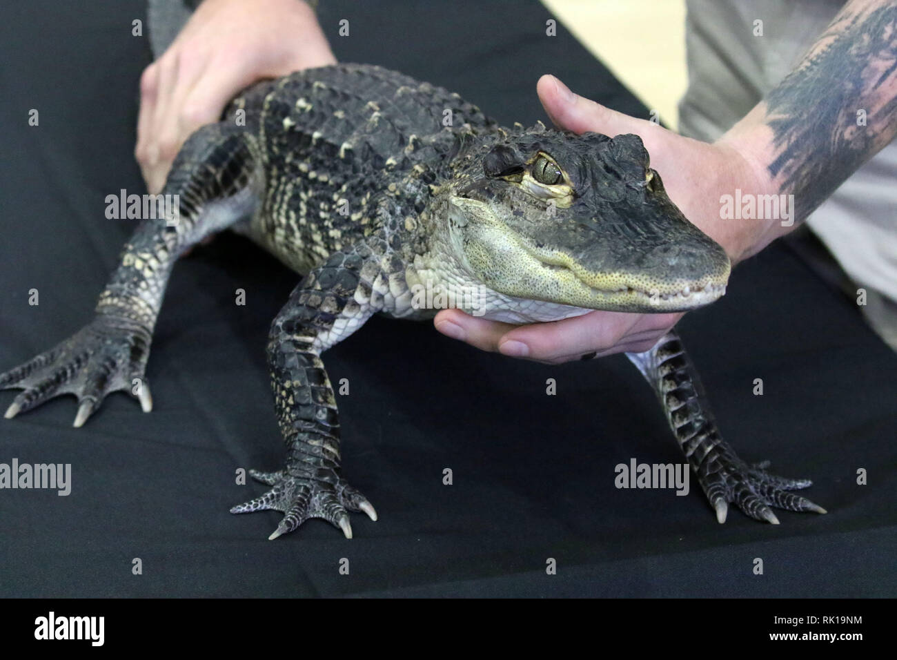 Overlapping teeth -Fotos und -Bildmaterial in hoher Auflösung – Alamy