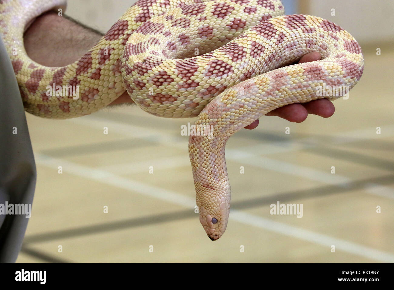 Albino snake boa constrictor -Fotos und -Bildmaterial in hoher ...