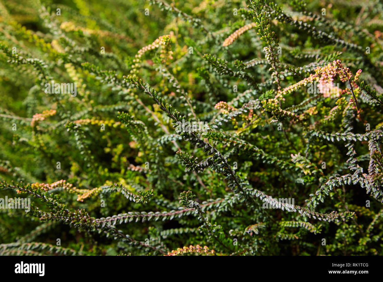 Calluna vulgaris (gemeinsame Heather, Ling bekannt, oder einfach ...