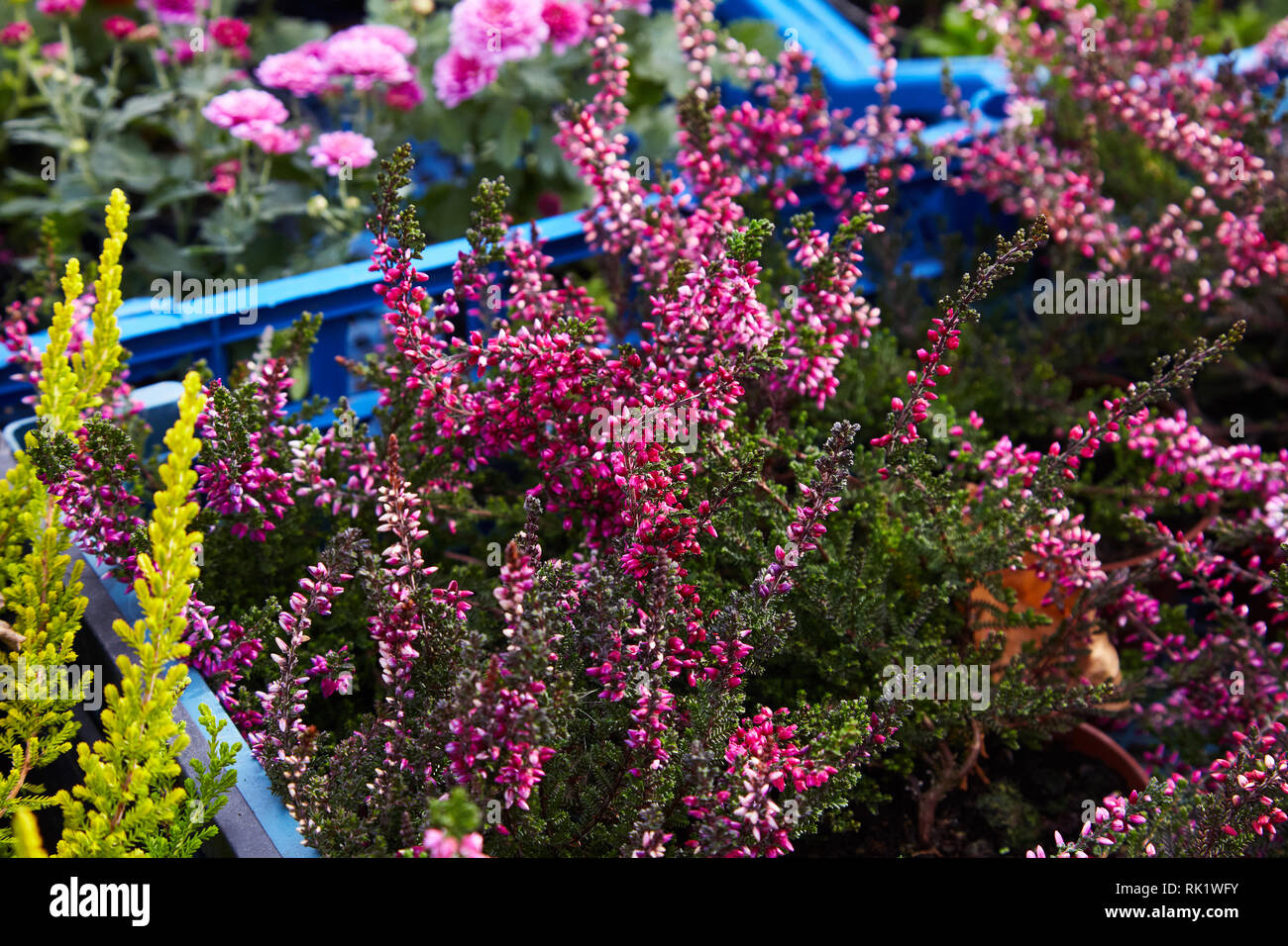 Calluna vulgaris (gemeinsame Heather, Ling bekannt, oder einfach ...