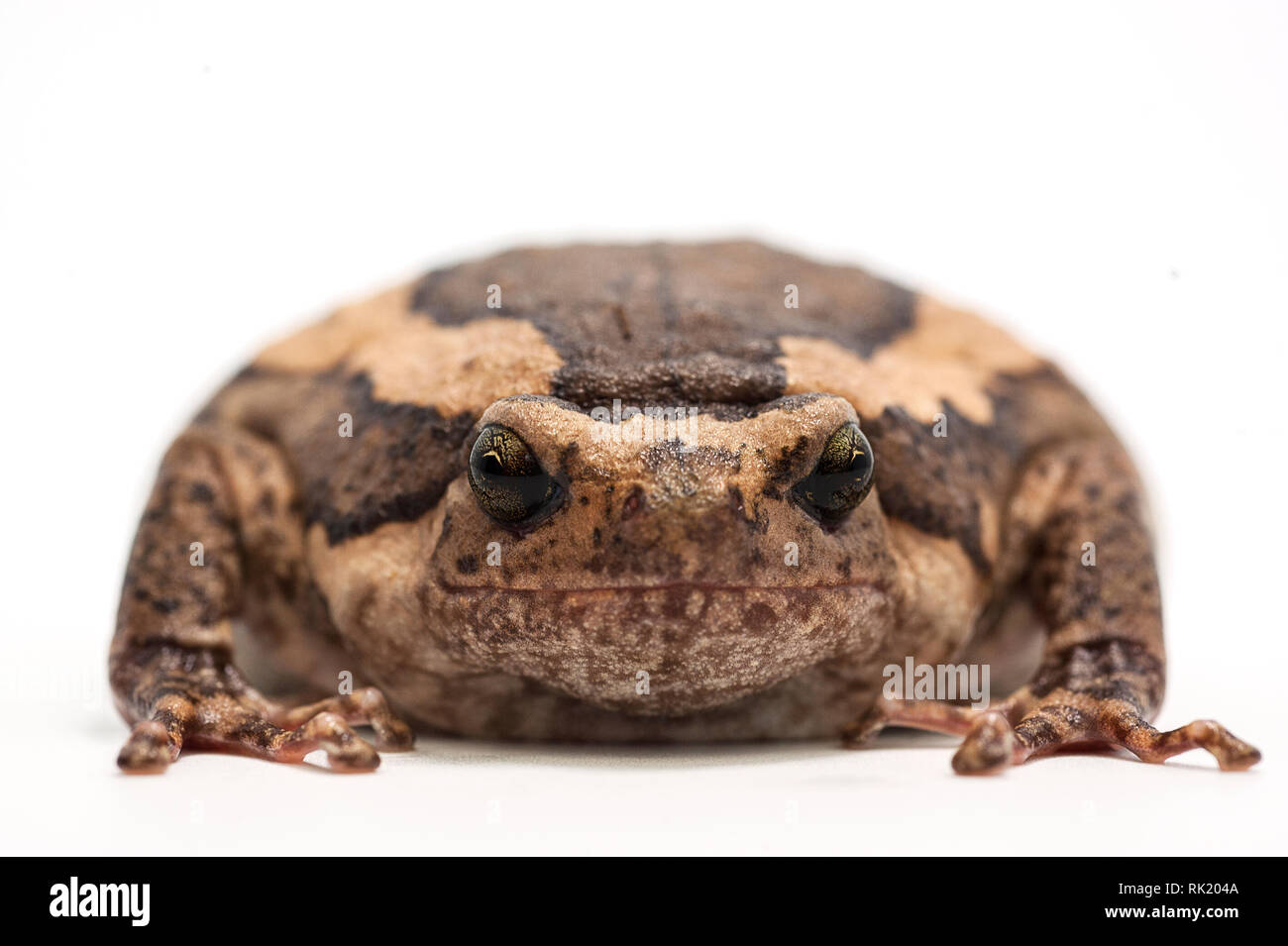 Bullfrog croaking -Fotos und -Bildmaterial in hoher Auflösung – Alamy