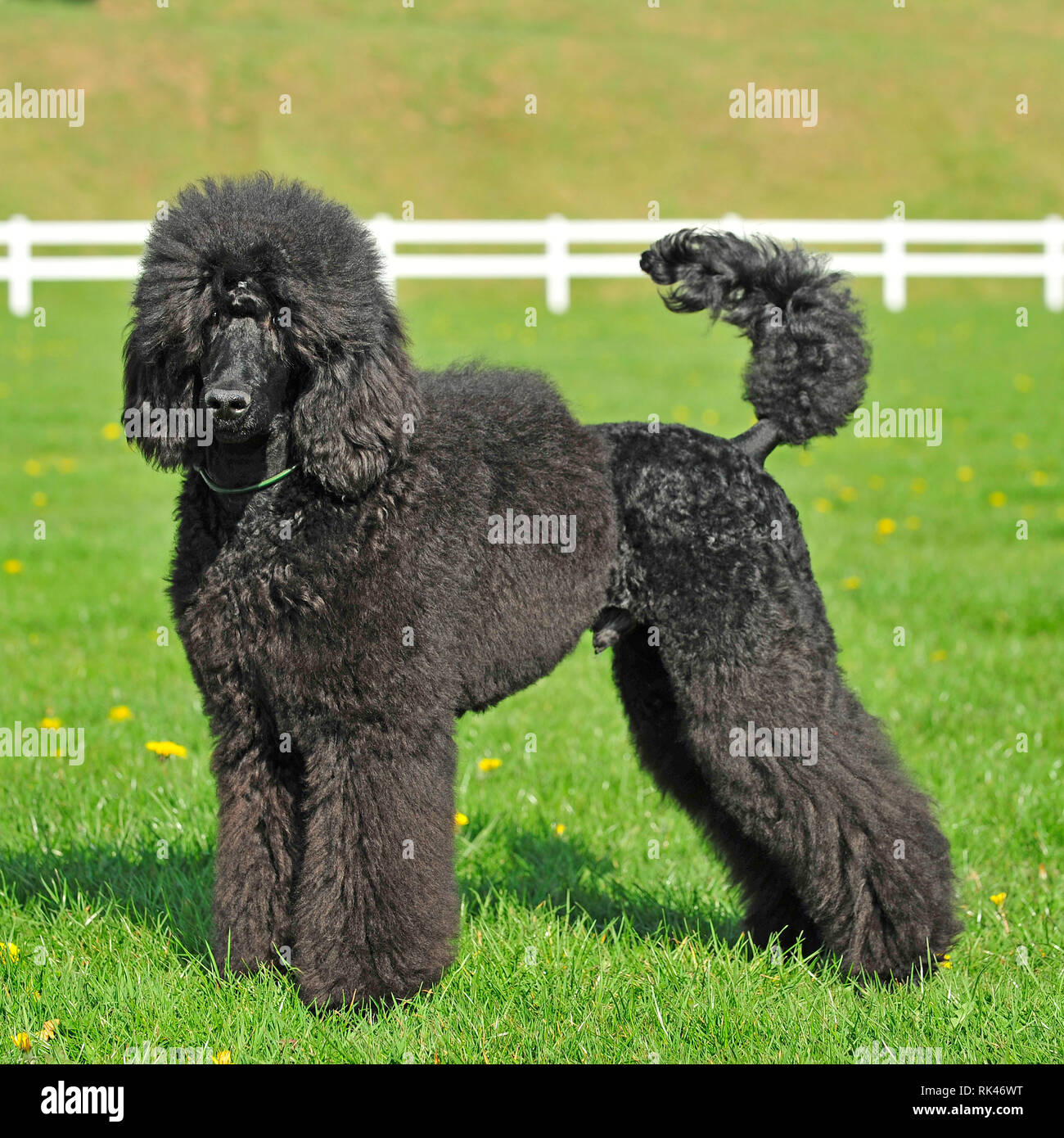 Poodle standard -Fotos und -Bildmaterial in hoher Auflösung – Alamy