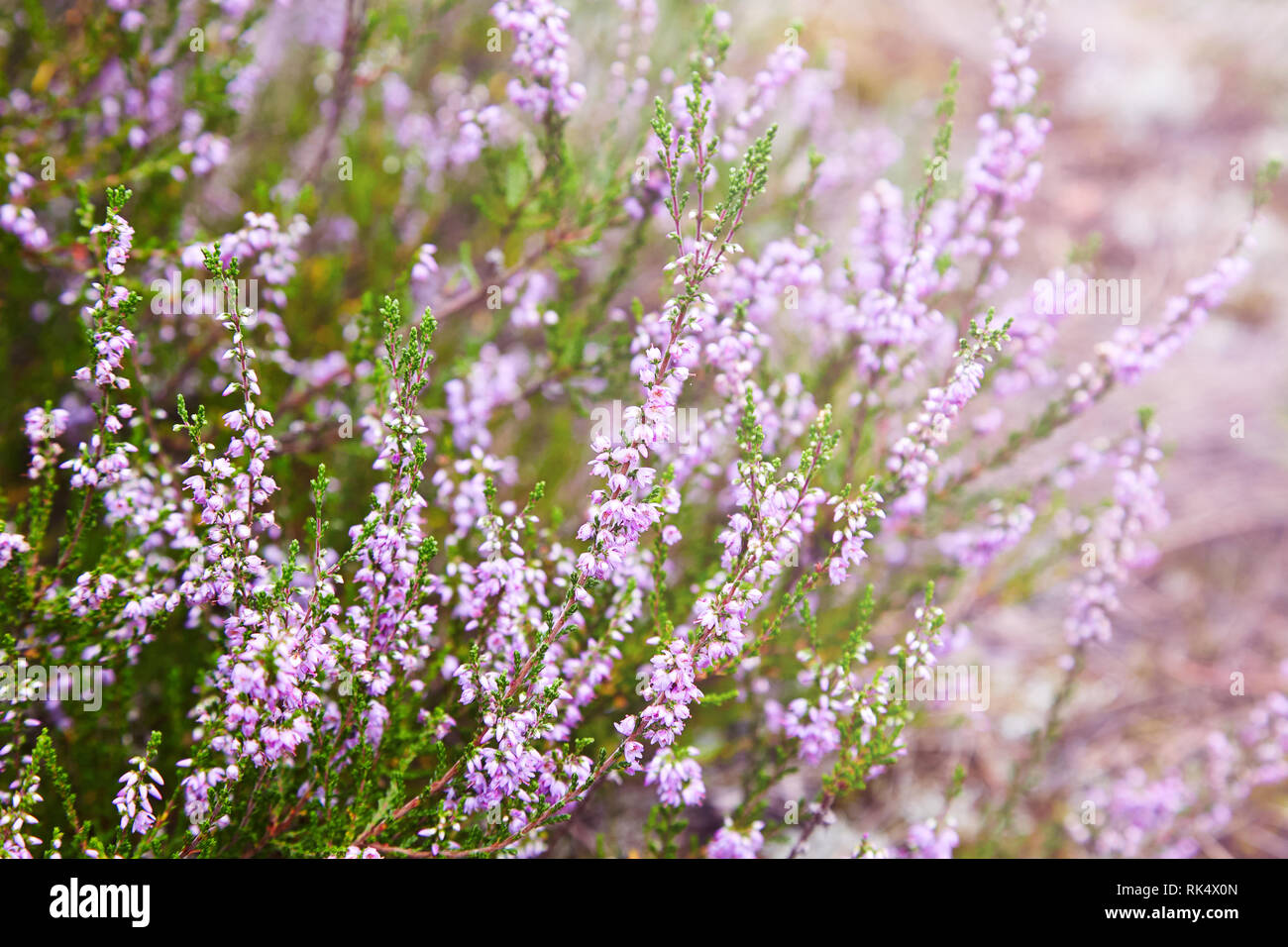 Calluna vulgaris erica -Fotos und -Bildmaterial in hoher Auflösung – Alamy