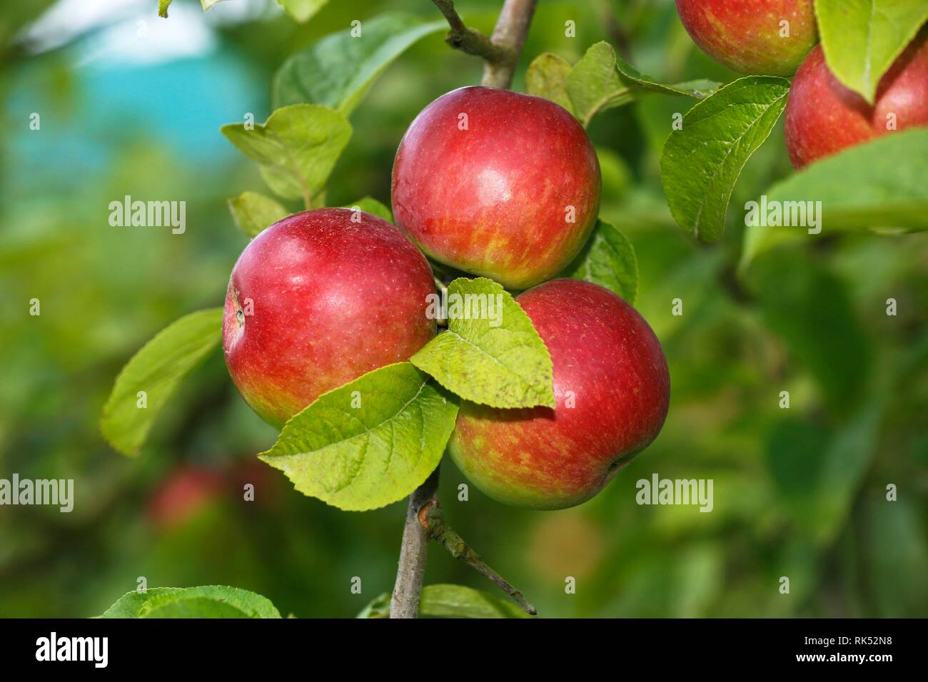 Rote Äpfel am Apfelbaum (Malus Domestica), Vielzahl Mc Intosh Rogers ...