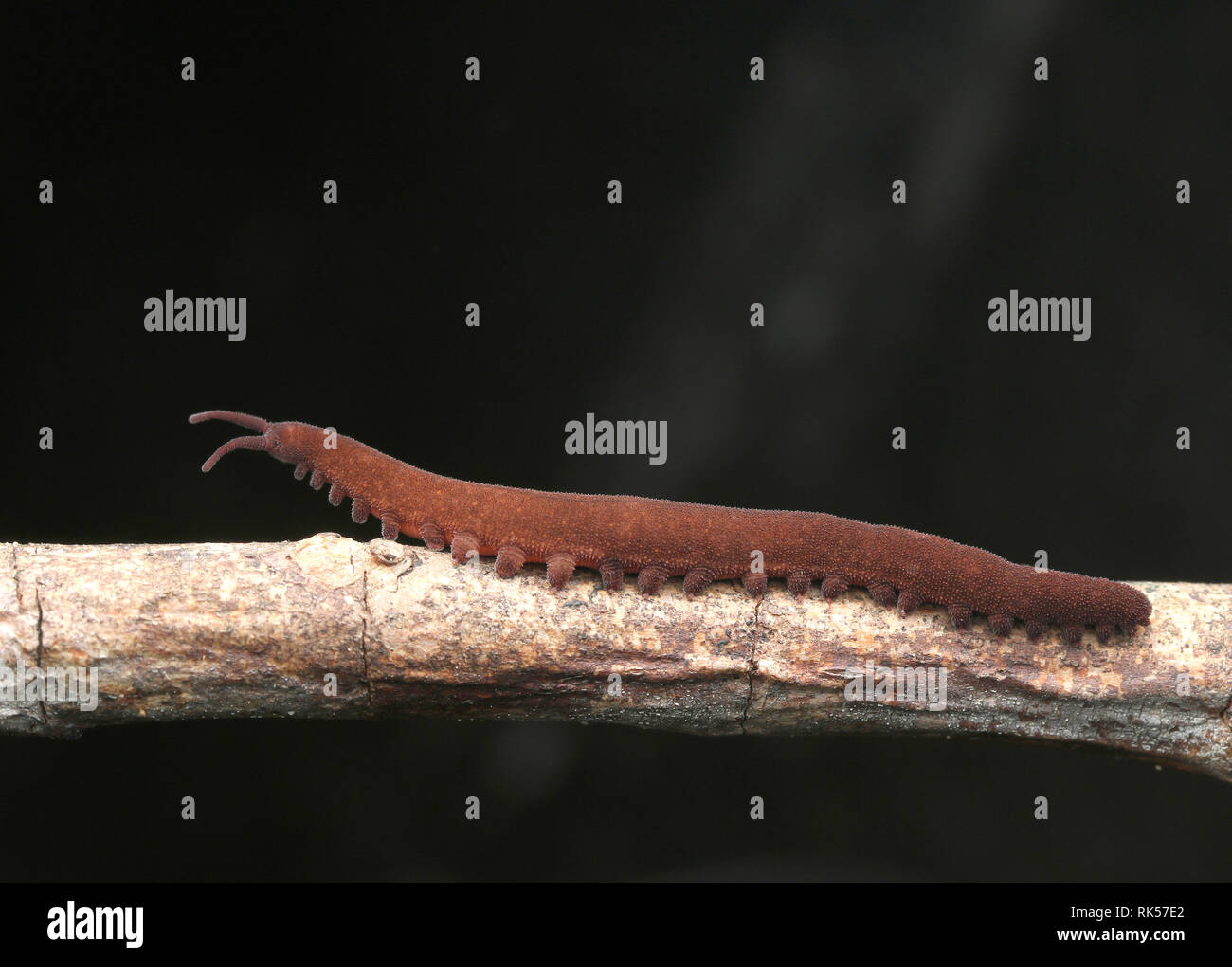 Würmer raubtiere -Fotos und -Bildmaterial in hoher Auflösung – Alamy