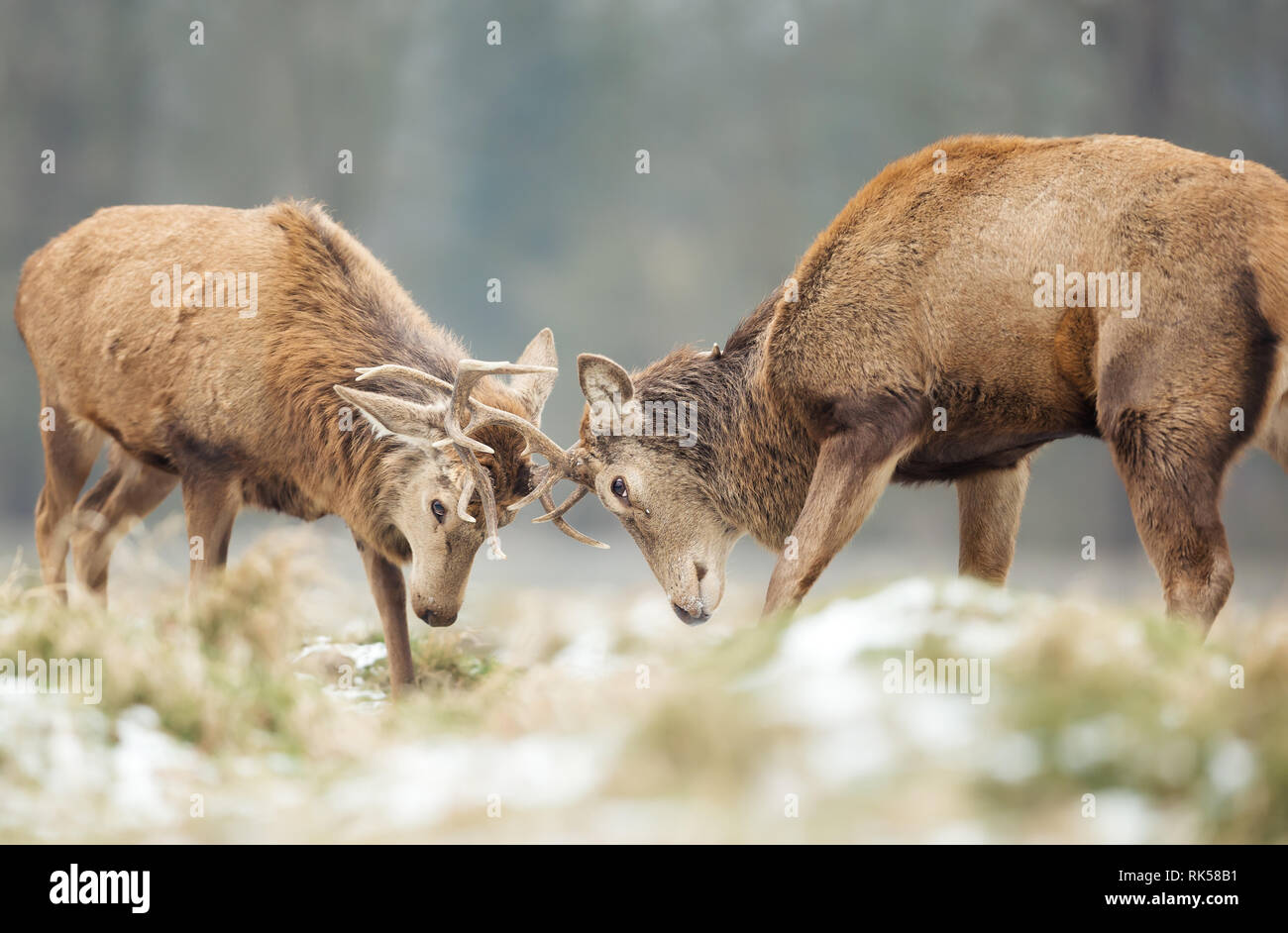 Brunft rotwild hirsche kämpfen -Fotos und -Bildmaterial in hoher ...